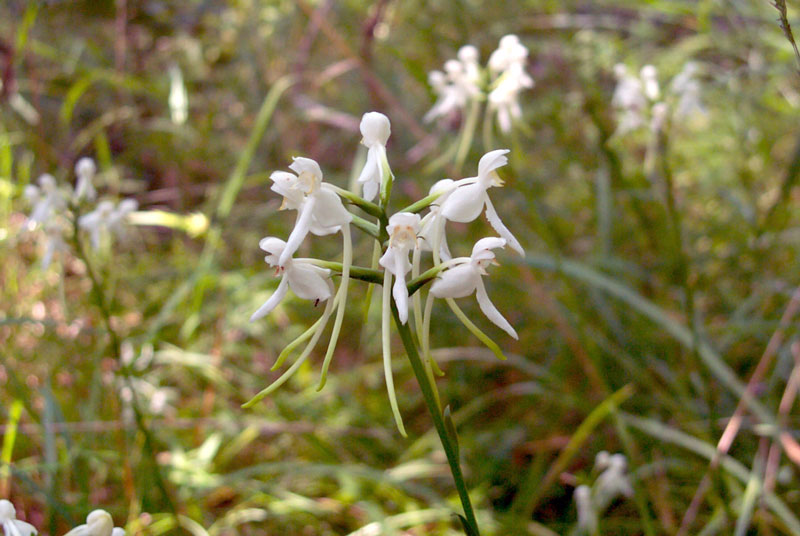 Platanthera integrilabia – Mississippi Plant Conservation Alliance